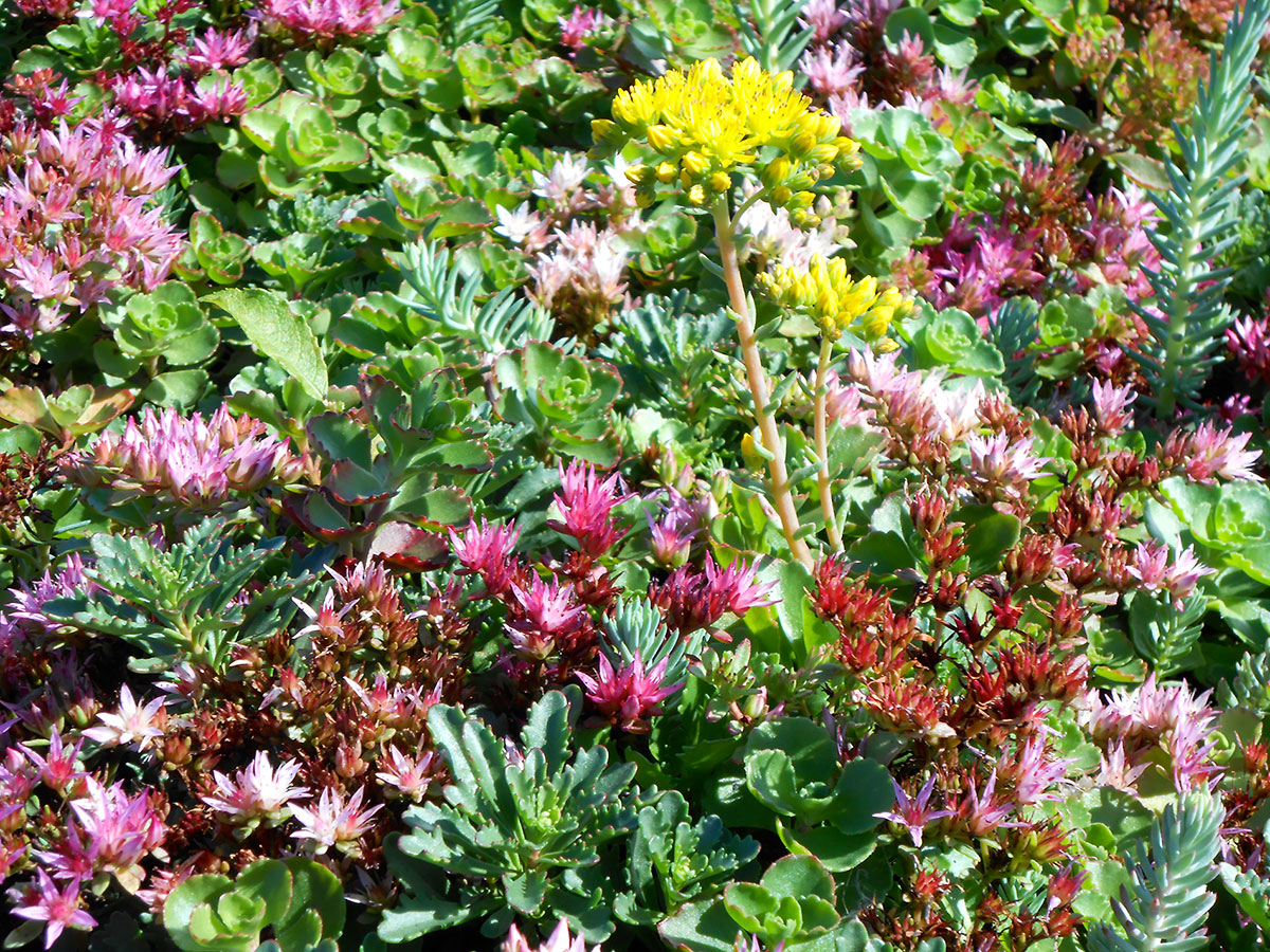 Sedum Immergrünchen - BOPLANT bvba